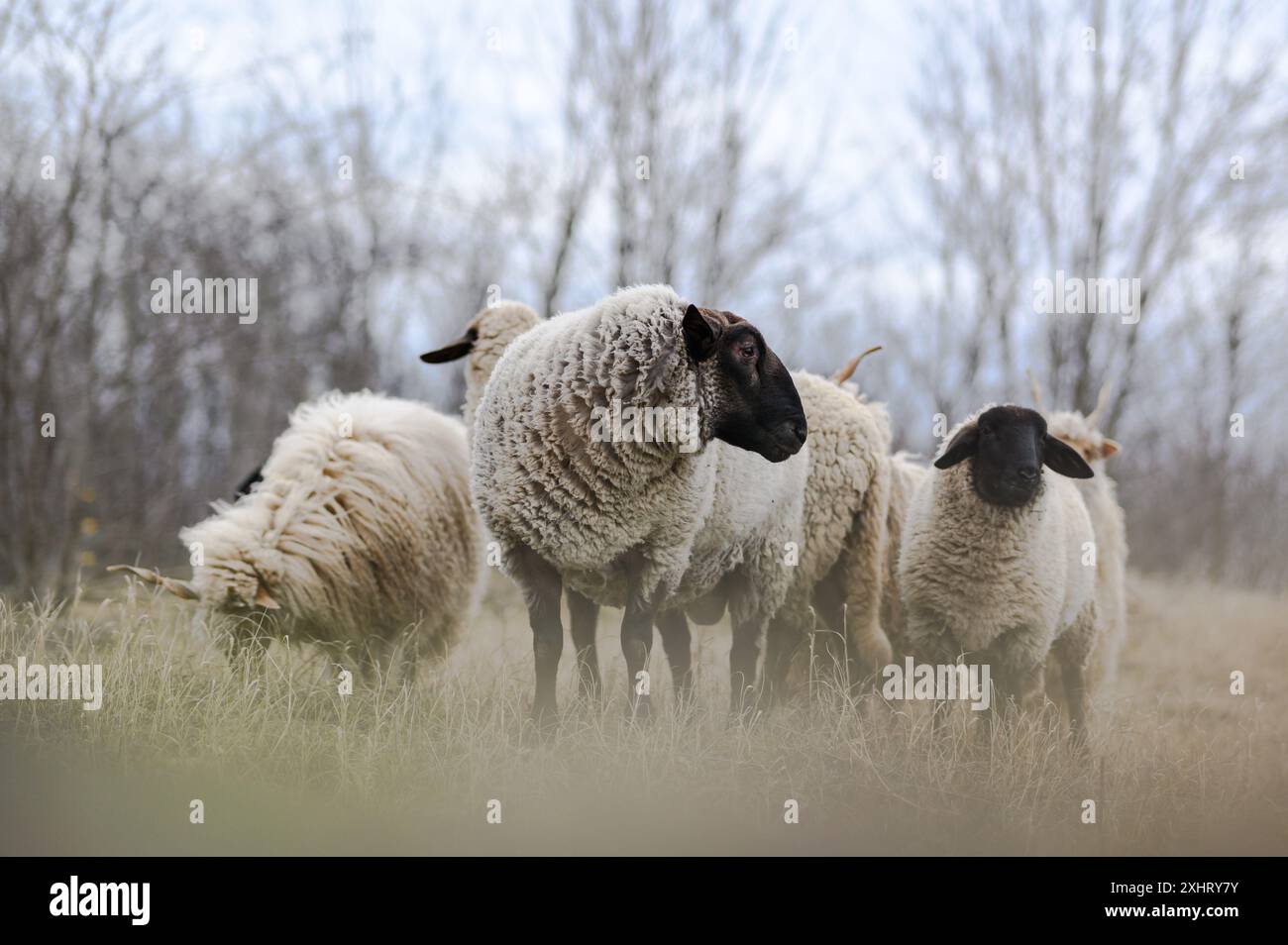 Flock of hungarian racka and english suffolk sheeps on the field in ...