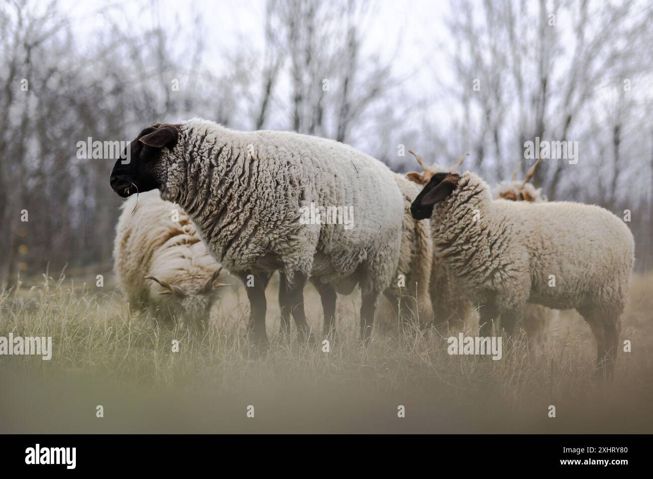 Flock of hungarian racka and english suffolk sheeps on the field in ...