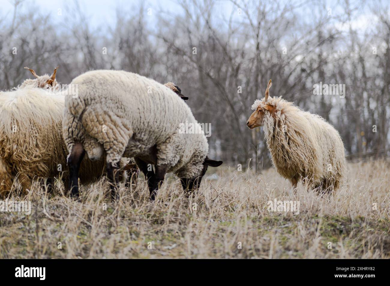 Flock of hungarian racka and english suffolk sheeps on the field in ...