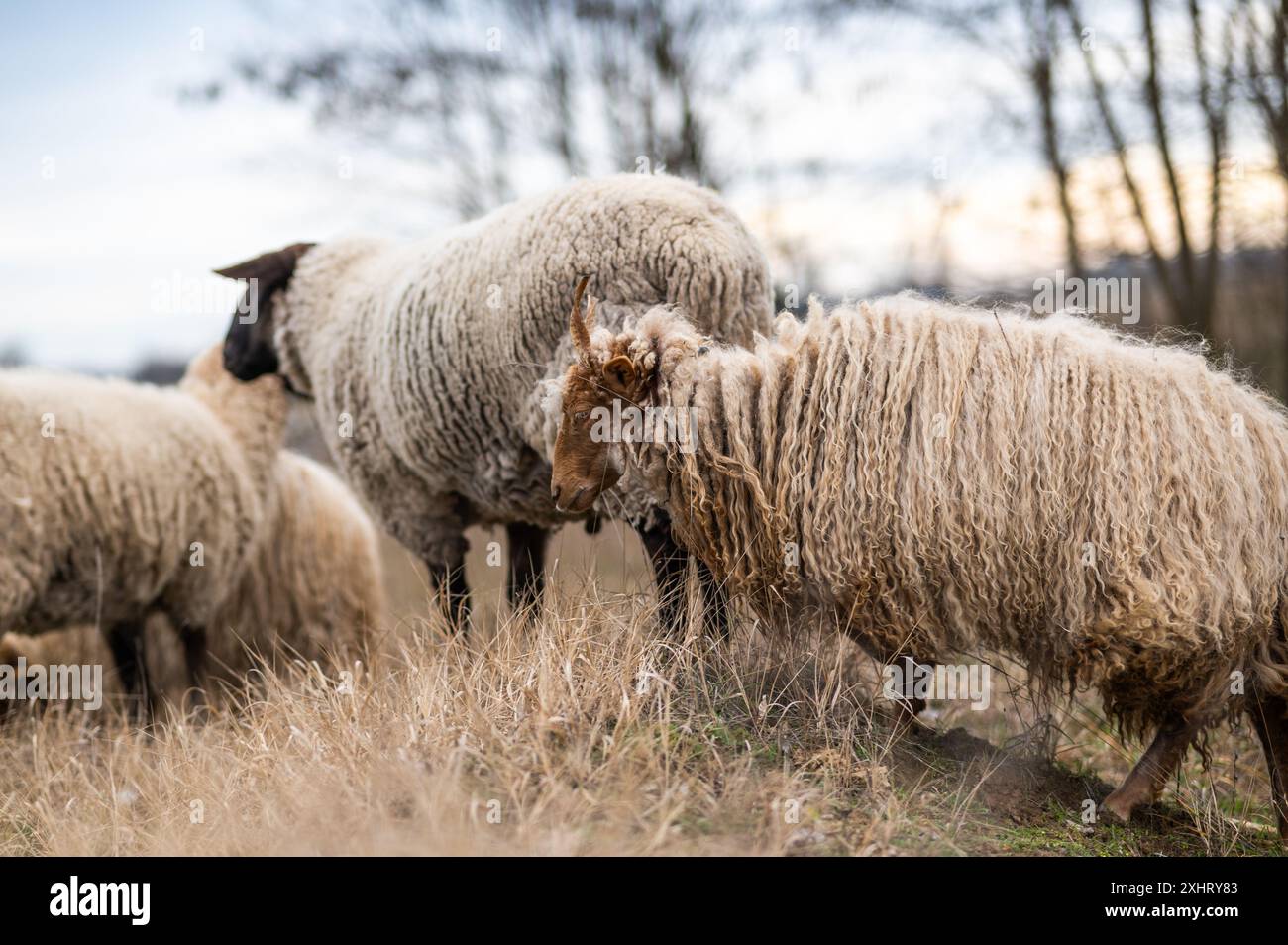 Flock of hungarian racka and english suffolk sheeps on the field in ...