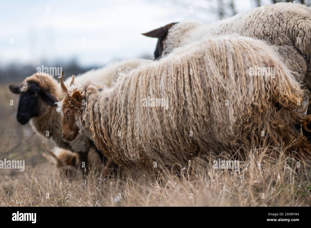 Flock of hungarian racka and english suffolk sheeps on the field in ...