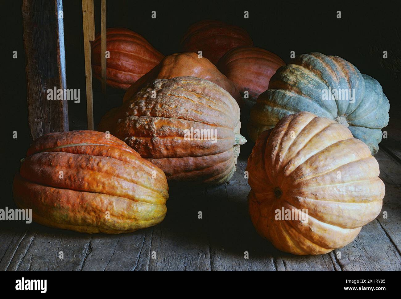 Huge pumpkins grown for annual Chadds Ford carving contest. Hill Girt ...