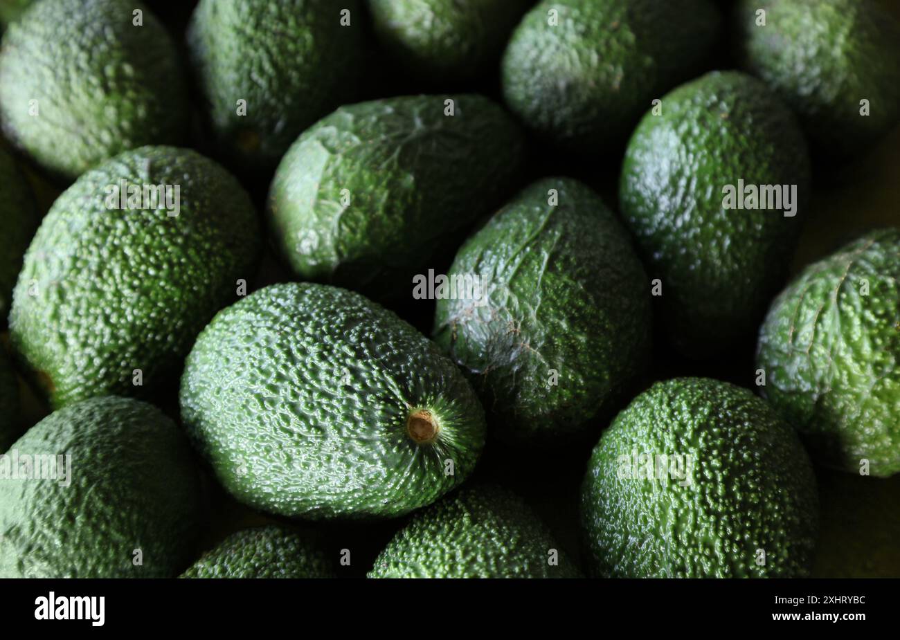 Picked avocados hi-res stock photography and images - Alamy