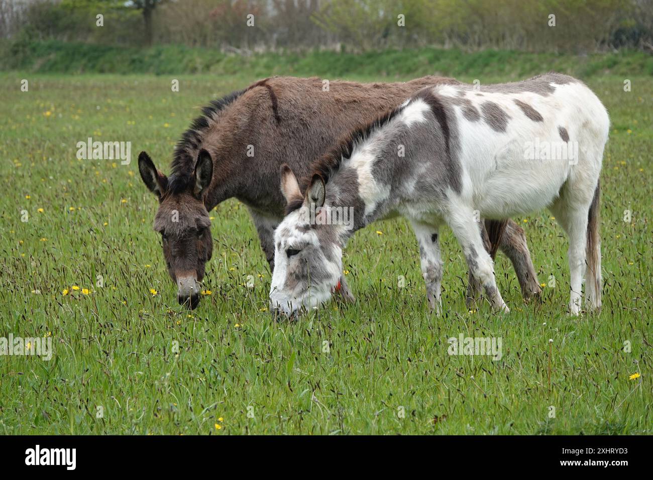 Donkeys grazing in grass hi-res stock photography and images - Alamy