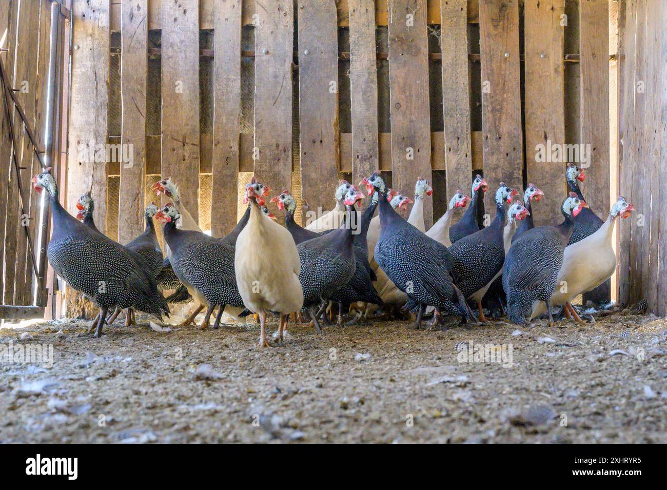 Guinea fowl chick hi-res stock photography and images - Alamy