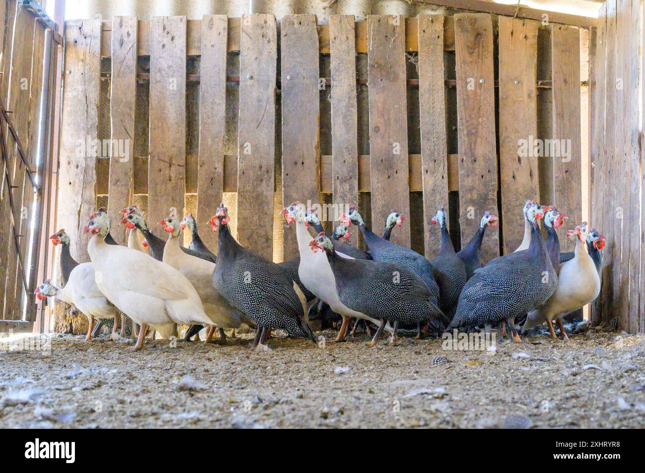 Group of guinea fowl hens in a barn Stock Photo - Alamy