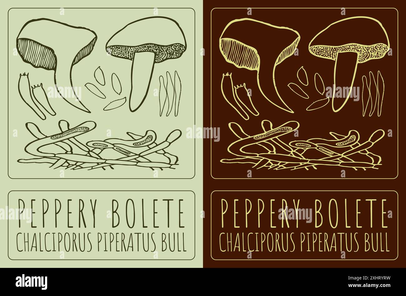 Vector drawing PEPPERY BOLETE. Hand drawn illustration. The Latin name ...