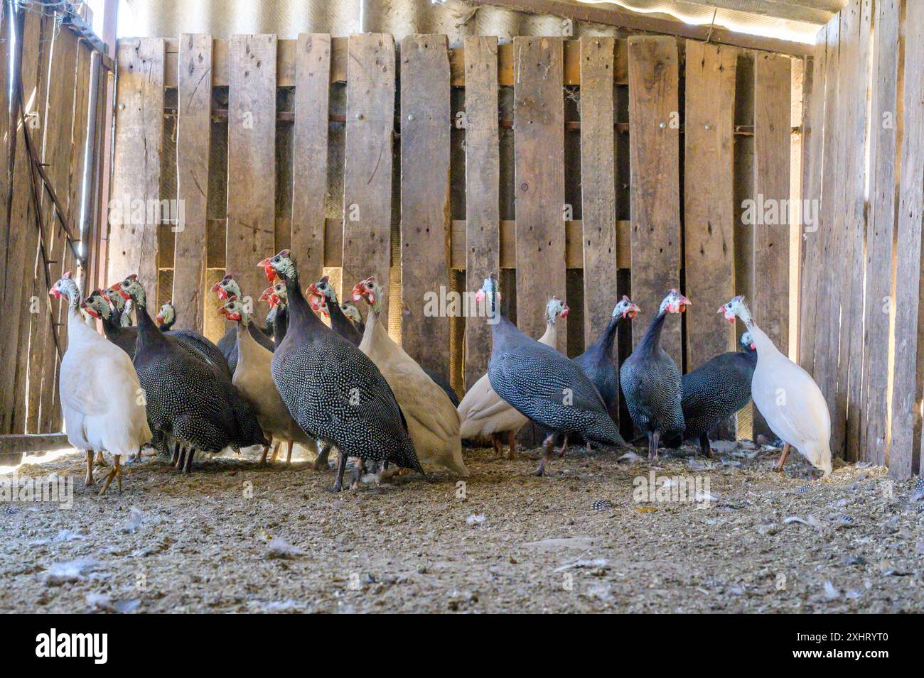 Guinea hen africa hi-res stock photography and images - Alamy