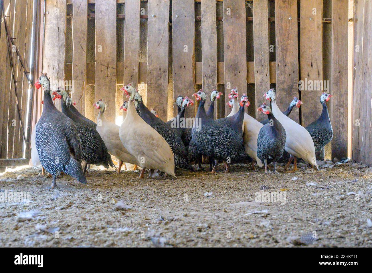 Group of guinea fowl hens in a barn Stock Photo - Alamy