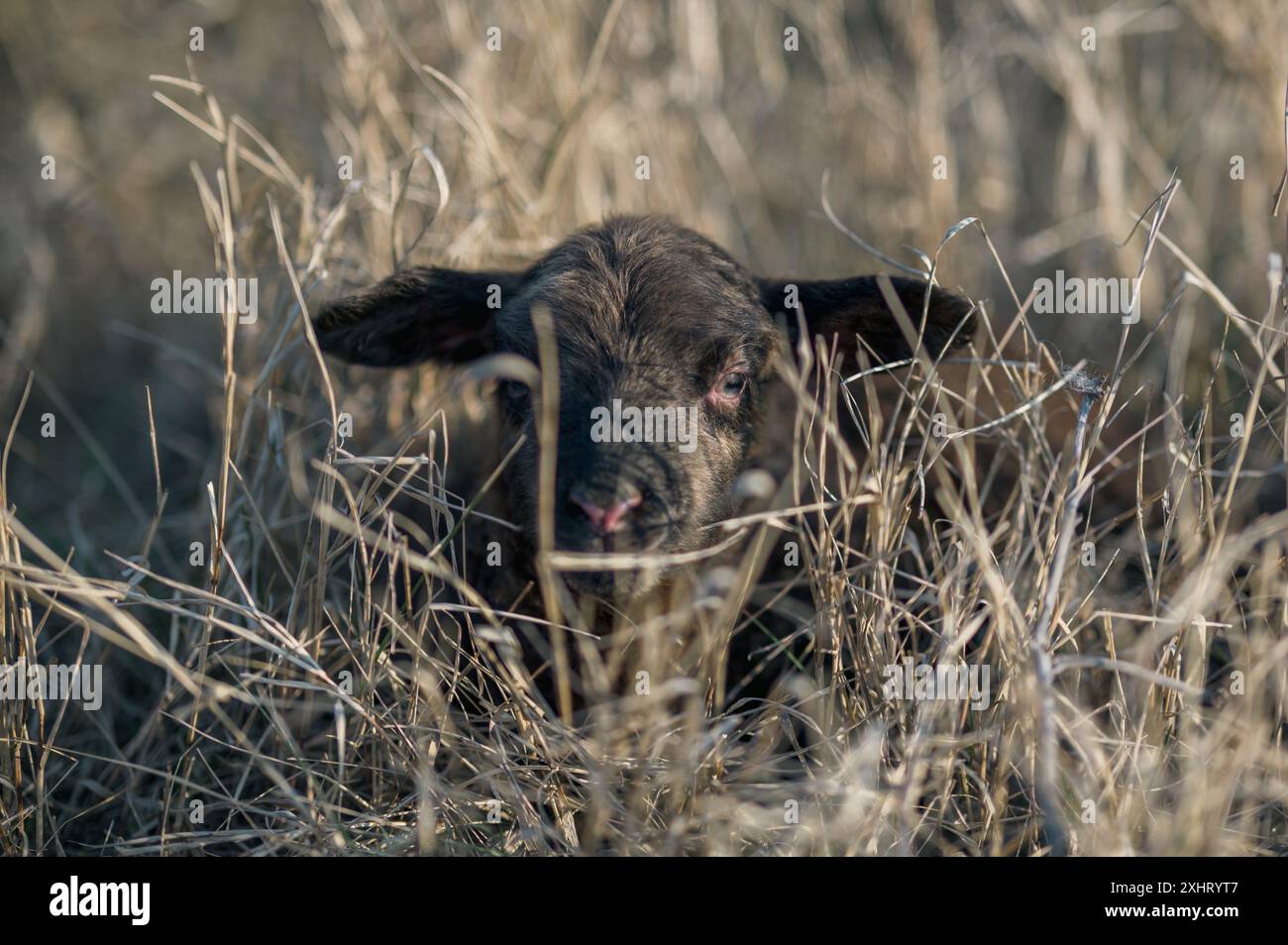 Black sheep in tall grass hi-res stock photography and images - Alamy