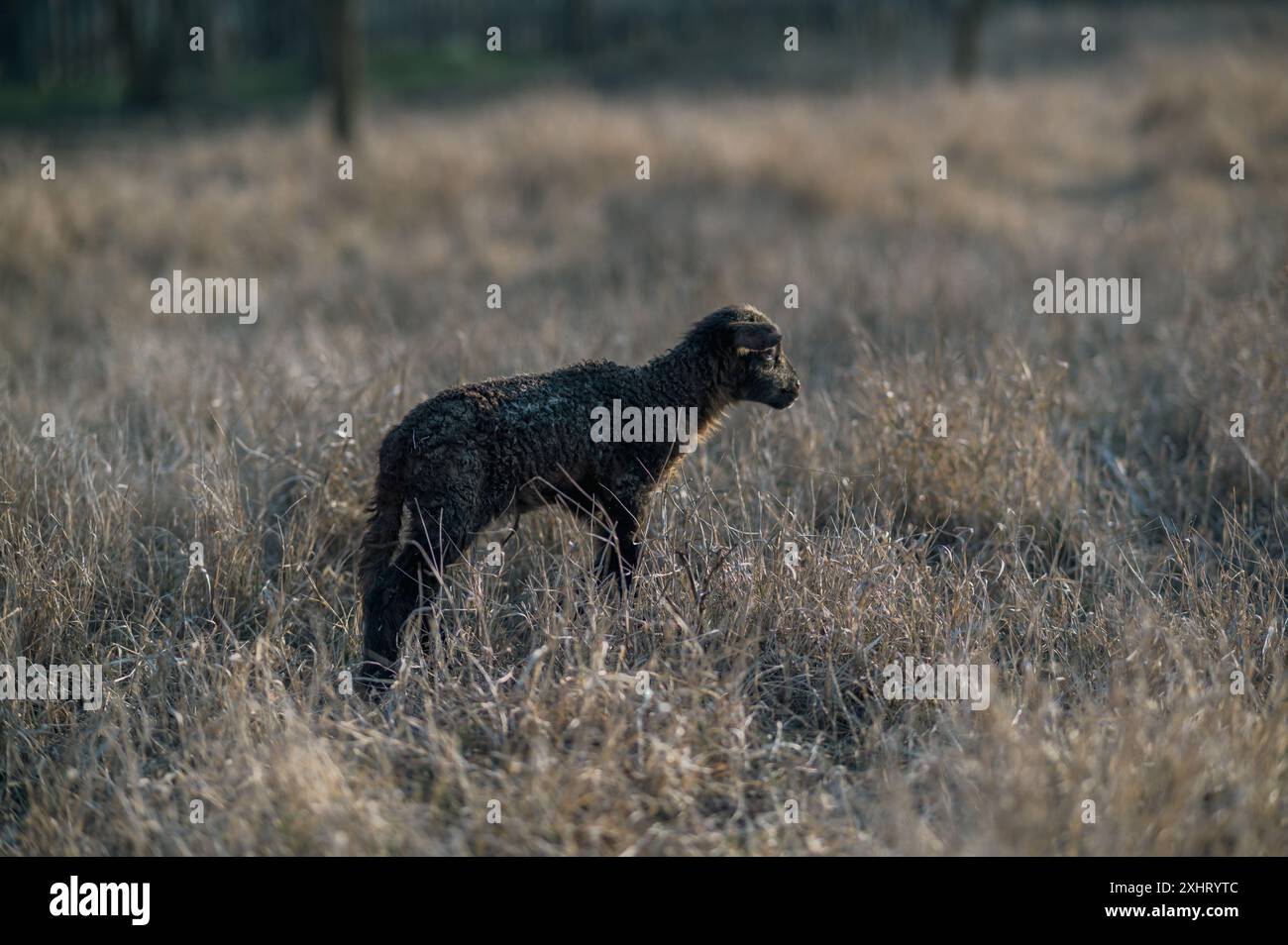 Black sheep in tall grass hi-res stock photography and images - Alamy