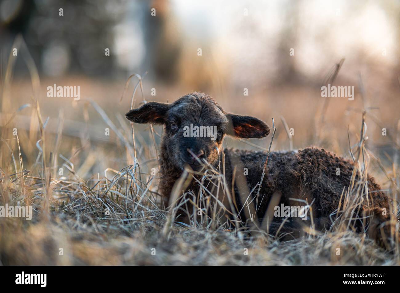 Black sheep in tall grass hi-res stock photography and images - Alamy
