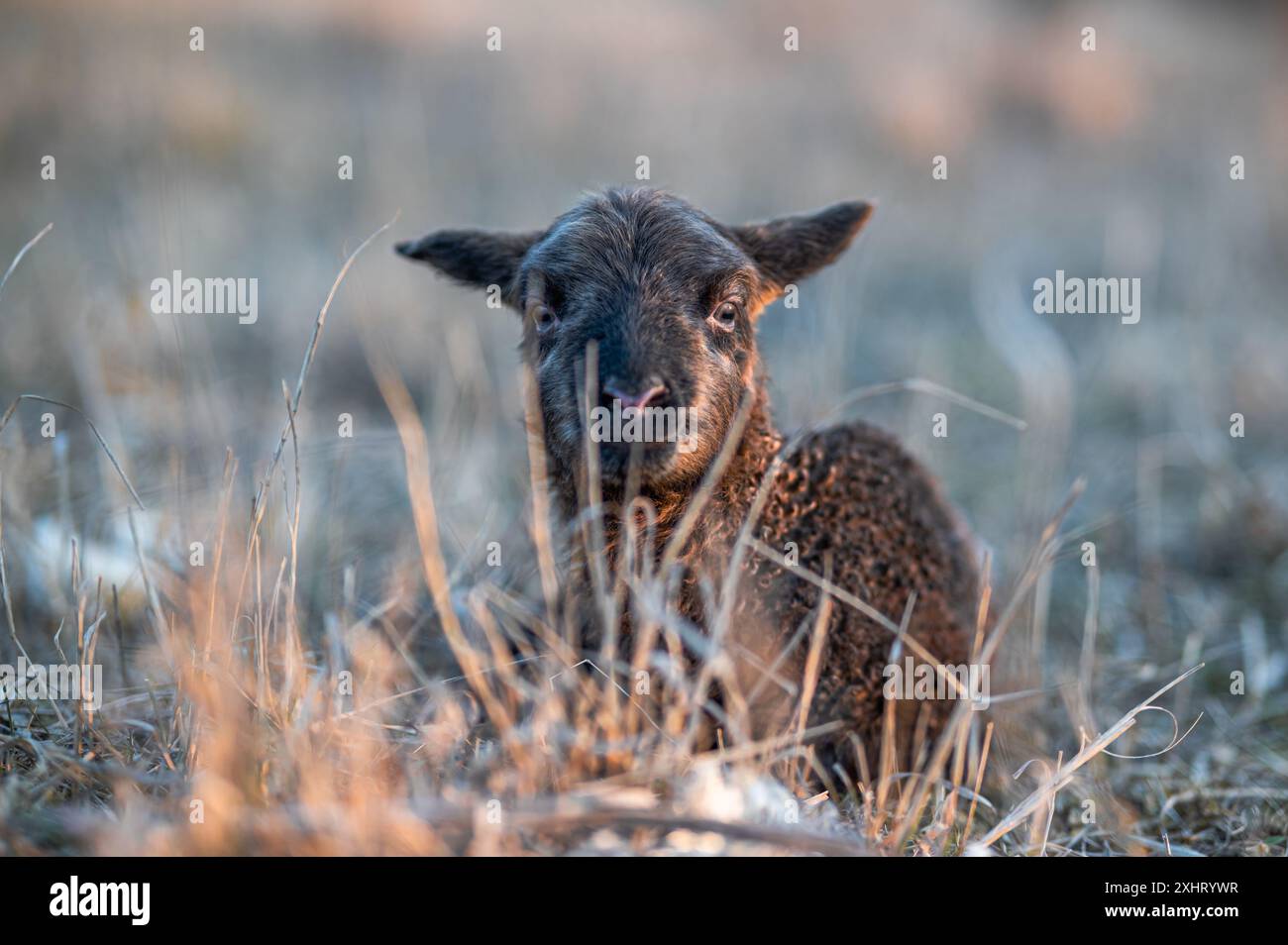 Black sheep in tall grass hi-res stock photography and images - Alamy