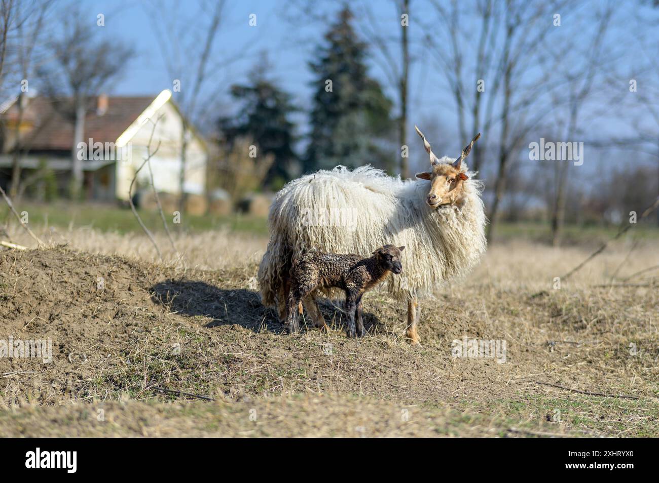 Hungarian Racka mother sheep with her lamb on a field Stock Photo - Alamy