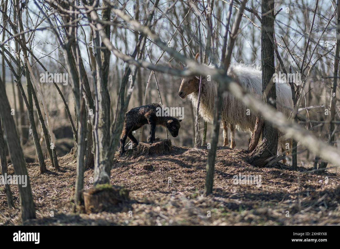 Hungarian Racka mother sheep with her lamb on a field Stock Photo - Alamy