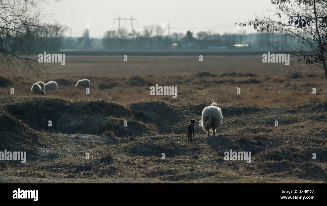 Hungarian Racka mother sheep with her lamb on a field Stock Photo - Alamy