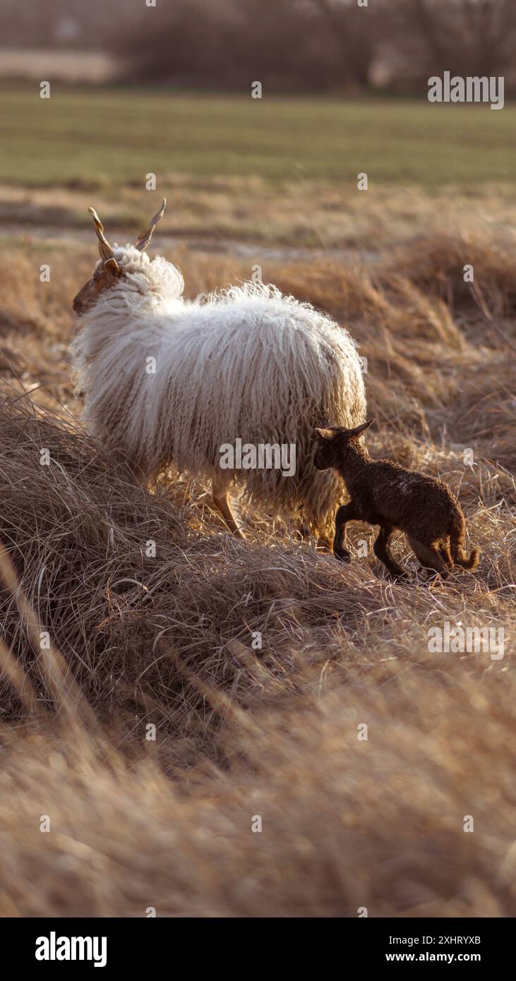 Hungarian Racka mother sheep with her lamb on a field Stock Photo - Alamy