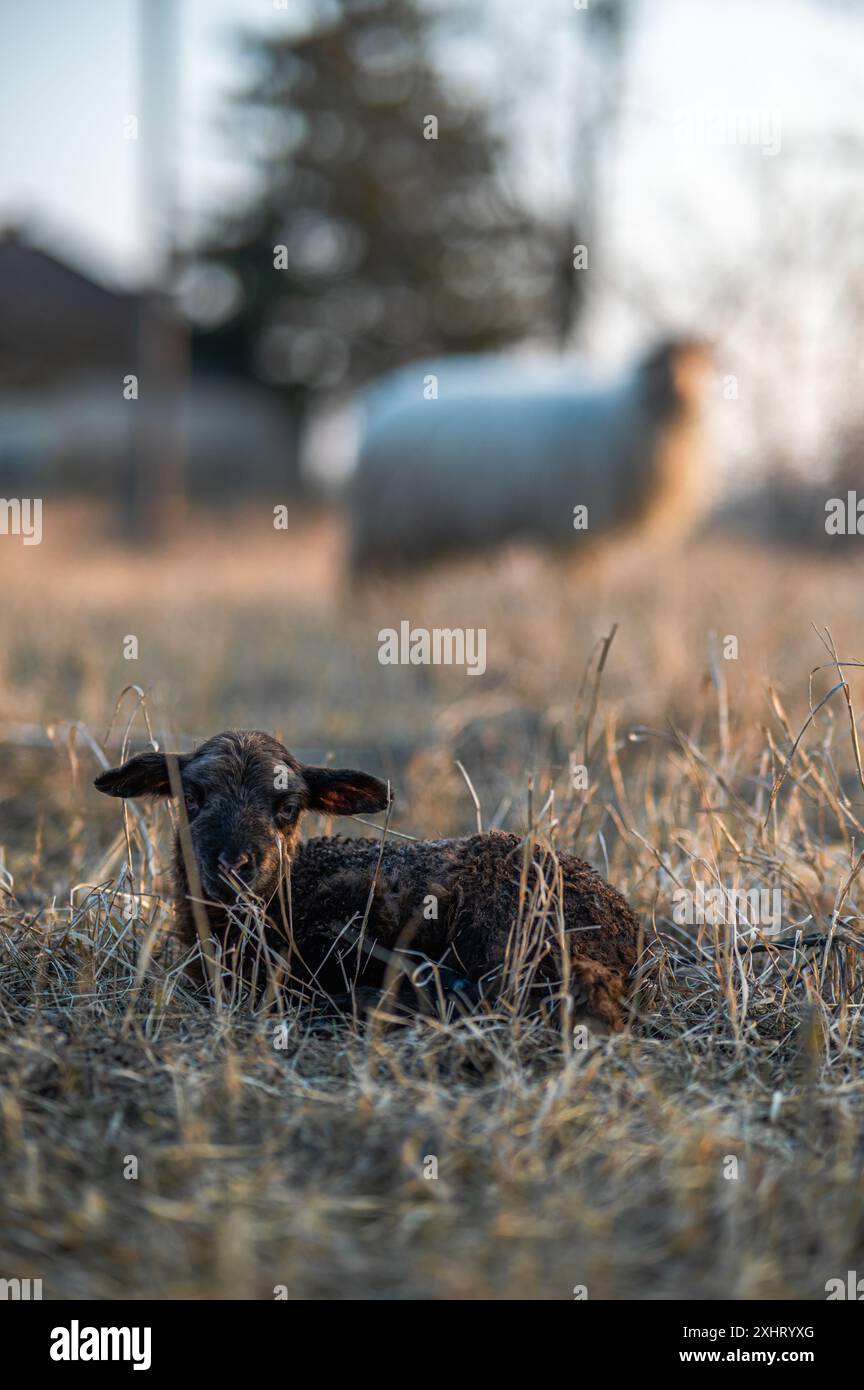 Hungarian Racka mother sheep with her lamb on a field Stock Photo - Alamy