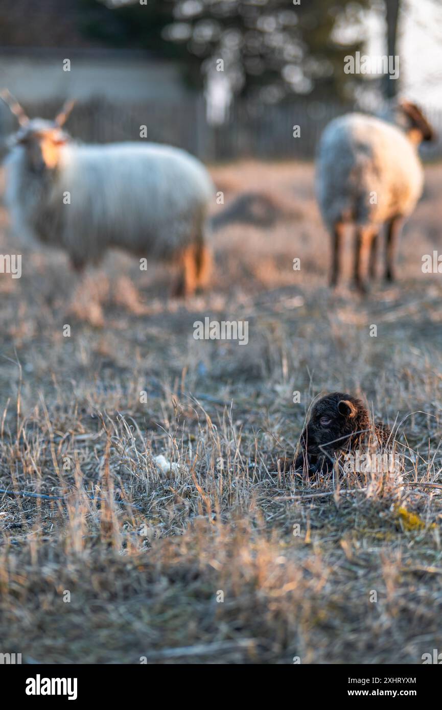 Hungarian Racka mother sheep with her lamb on a field Stock Photo - Alamy