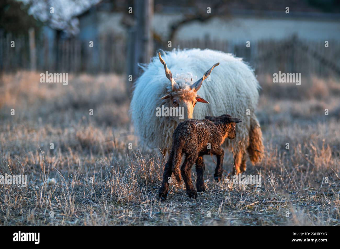 Hungarian Racka mother sheep with her lamb on a field Stock Photo - Alamy
