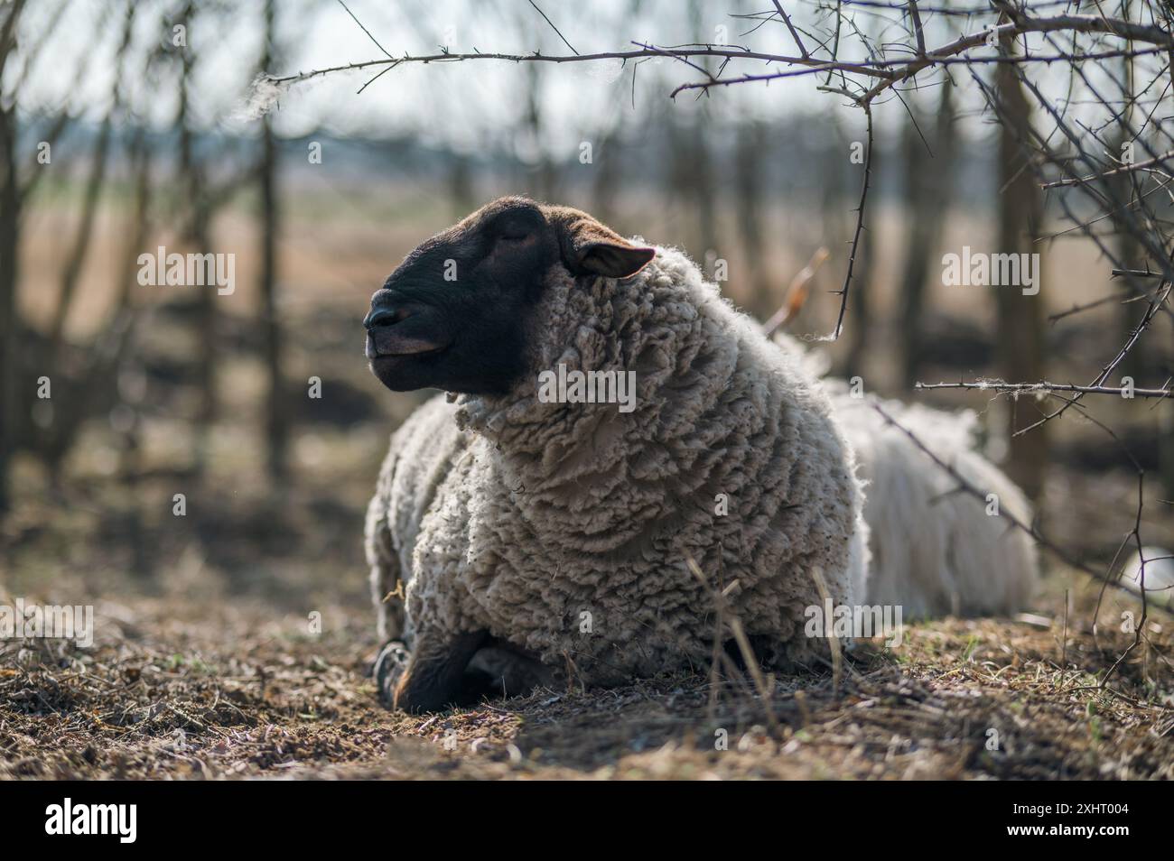 Suffolk sheep portrait hi-res stock photography and images - Alamy