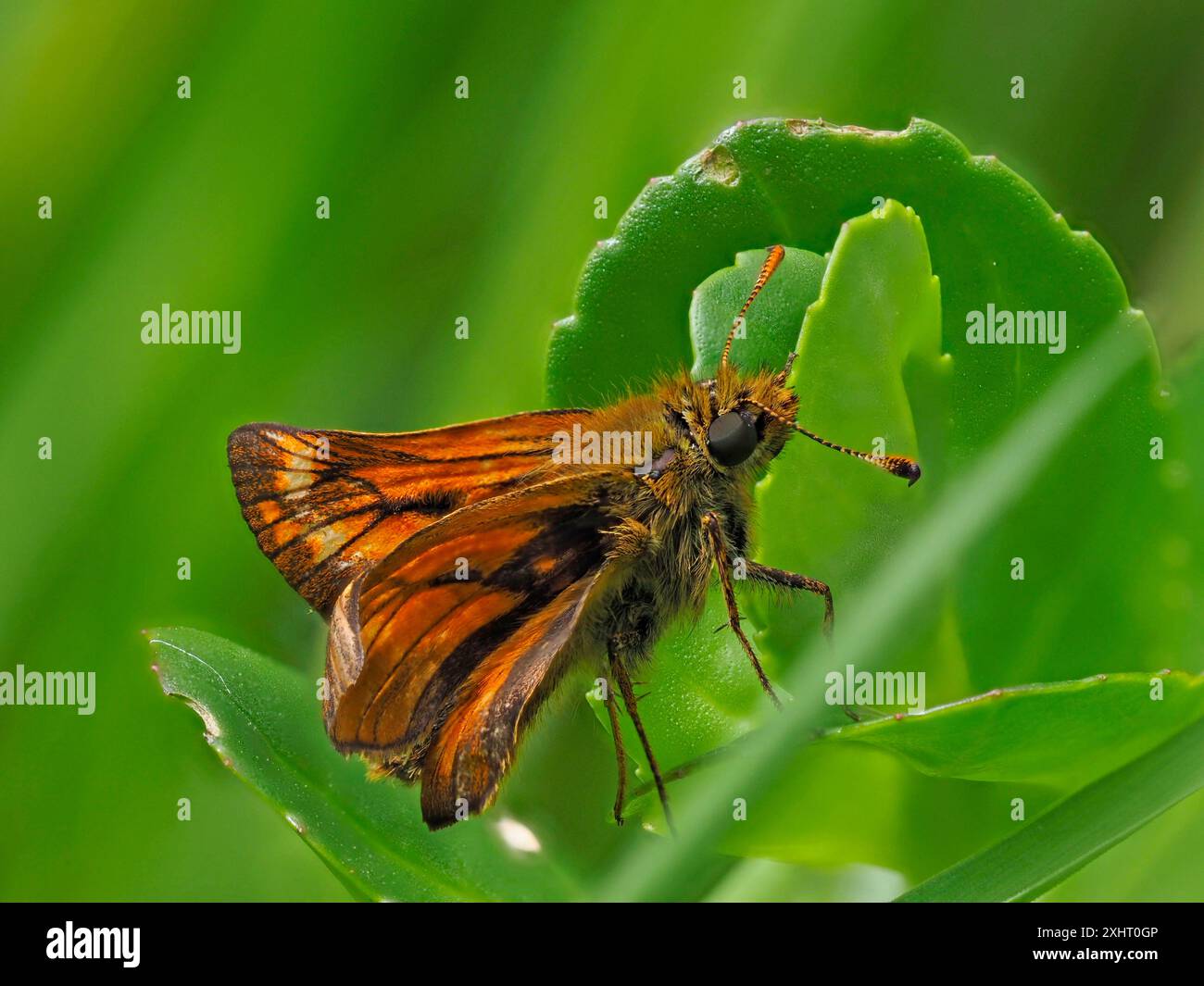 A large skipper butterfly, Ochlodes sylvanus, resting on a leaf Stock ...