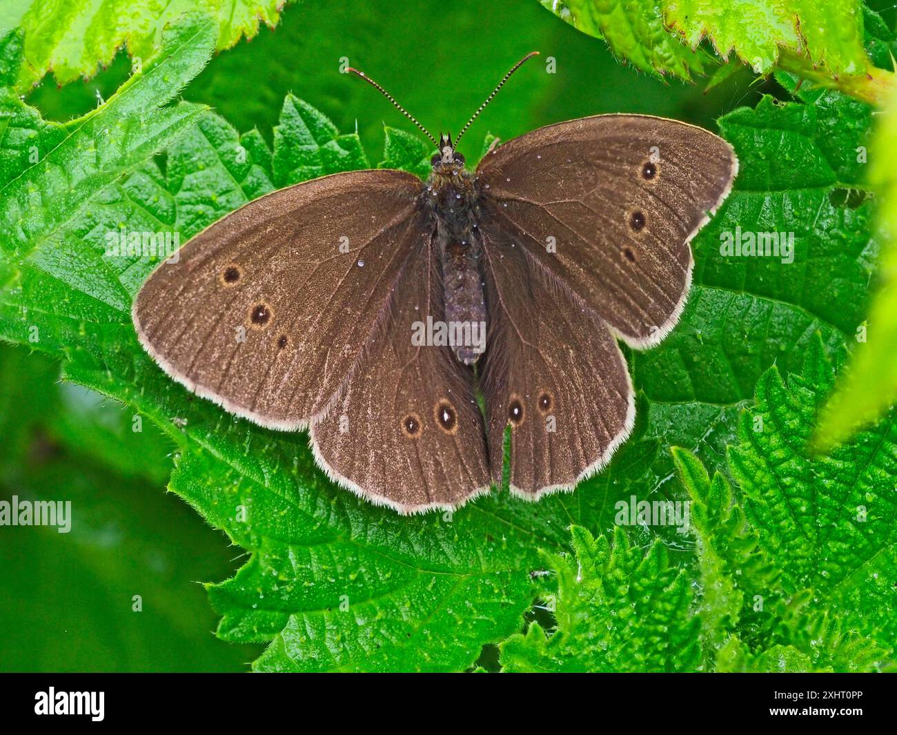 A ringlet butterfly, Aphantopus hyperantus, resting on a leaf Stock ...