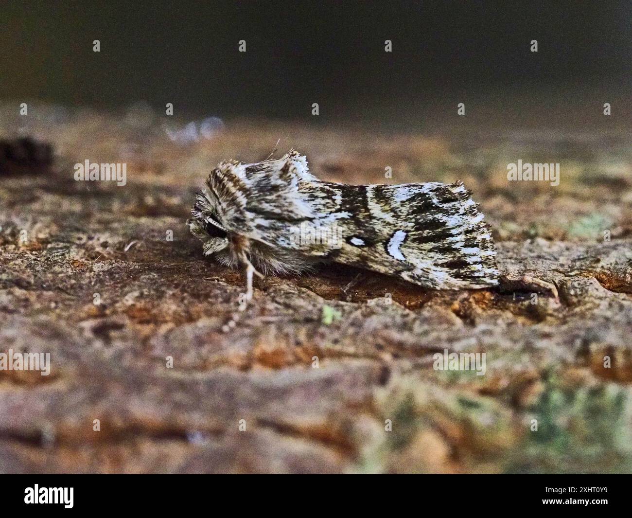 Calophasia lunula, known as the toadflax moth toadflax brocade moth ...