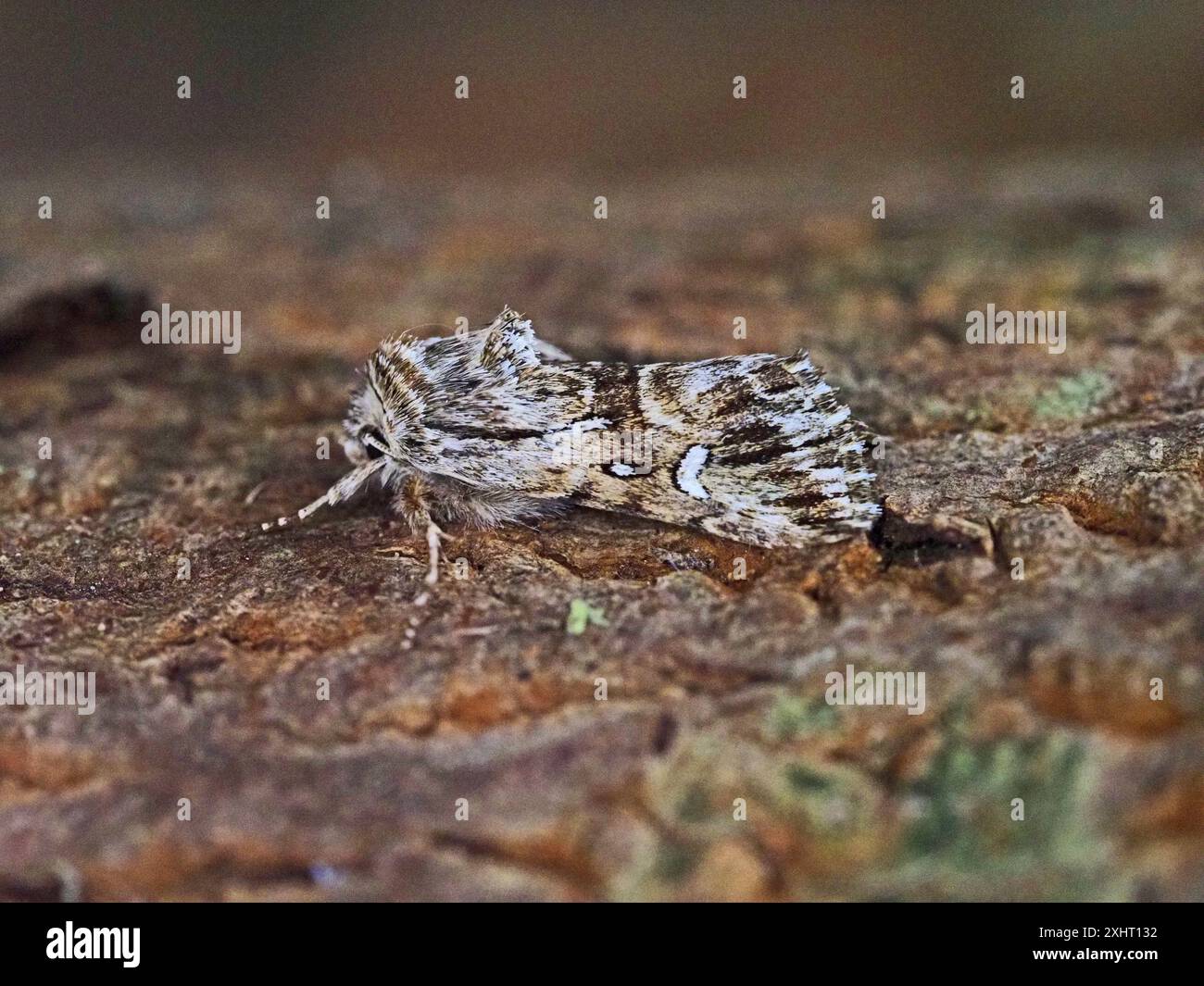 Calophasia lunula, known as the toadflax moth toadflax brocade moth ...