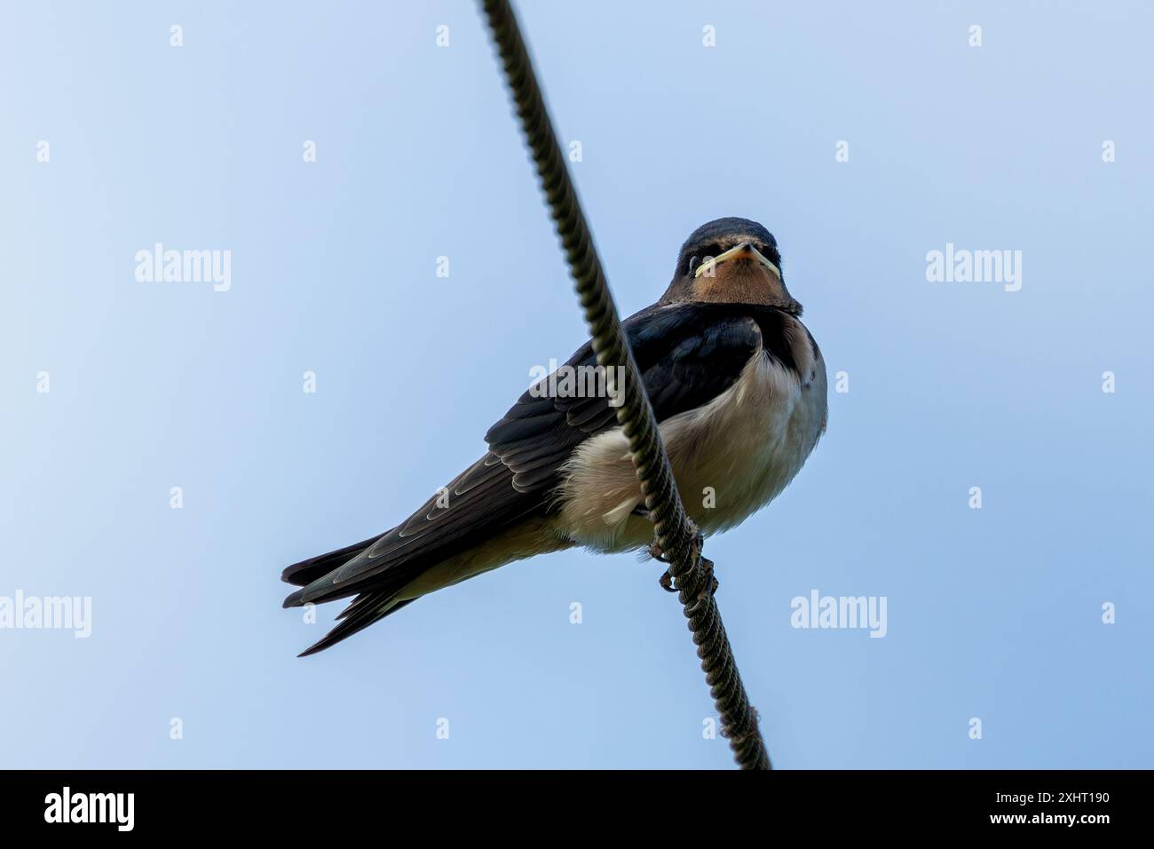 The Barn Swallow, with its distinctive blue and rust plumage and forked ...