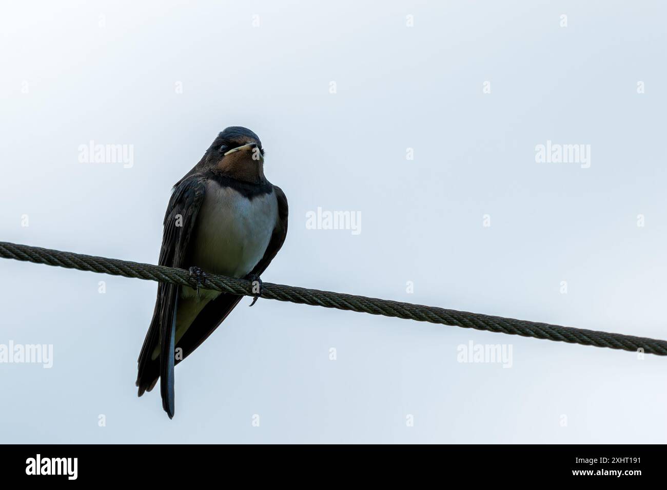 The Barn Swallow, with its distinctive blue and rust plumage and forked ...