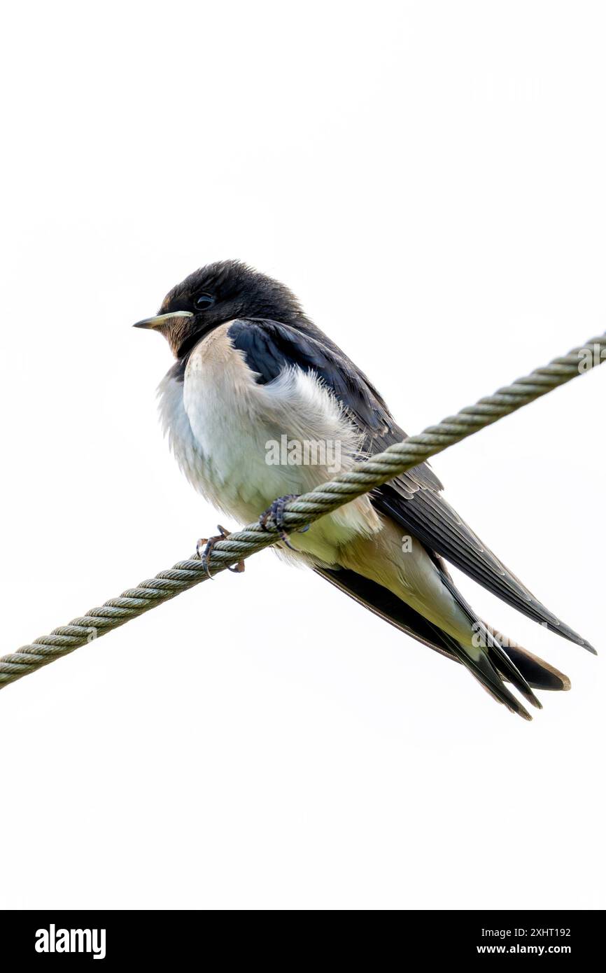 Forked tail Cut Out Stock Images & Pictures - Alamy