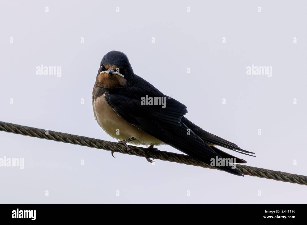 The Barn Swallow, with its distinctive blue and rust plumage and forked ...