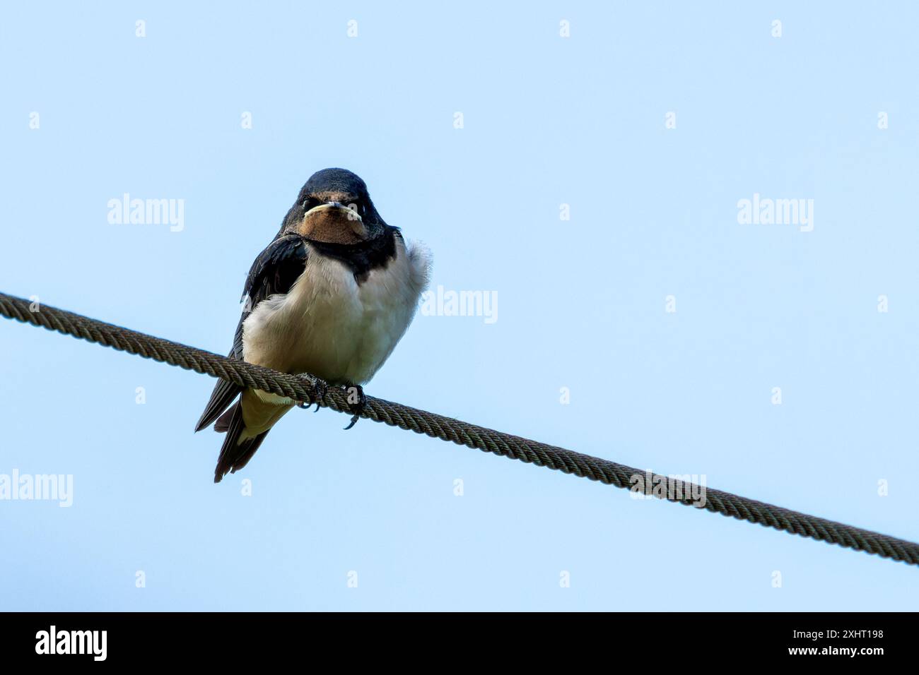 The Barn Swallow, with its distinctive blue and rust plumage and forked ...