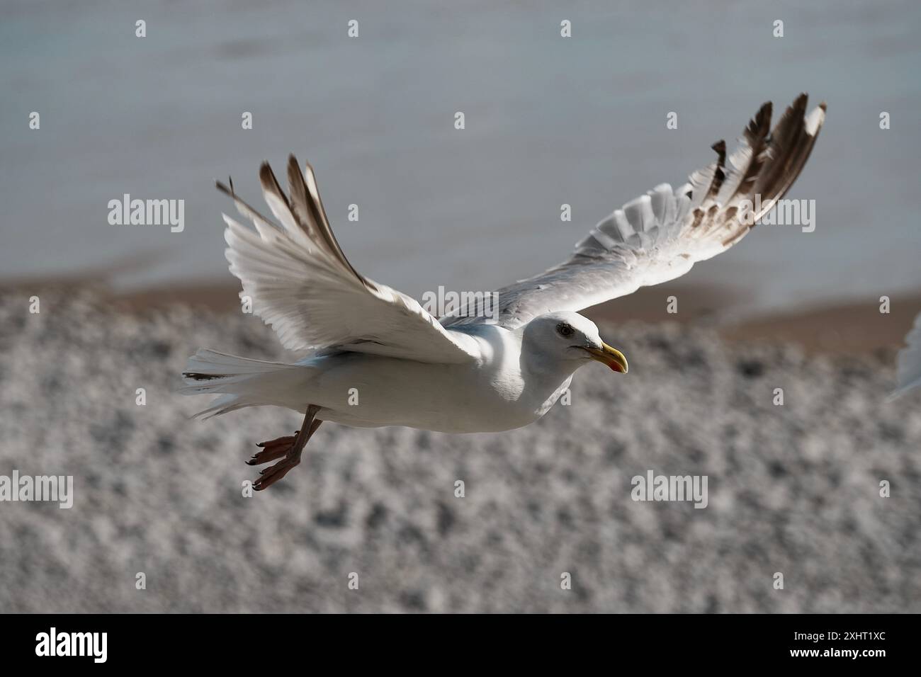 Seagull flying overhead with its full wingspan visible as it glides ...