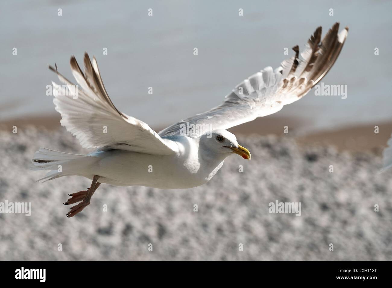 Seagull flying overhead with its full wingspan visible as it glides ...