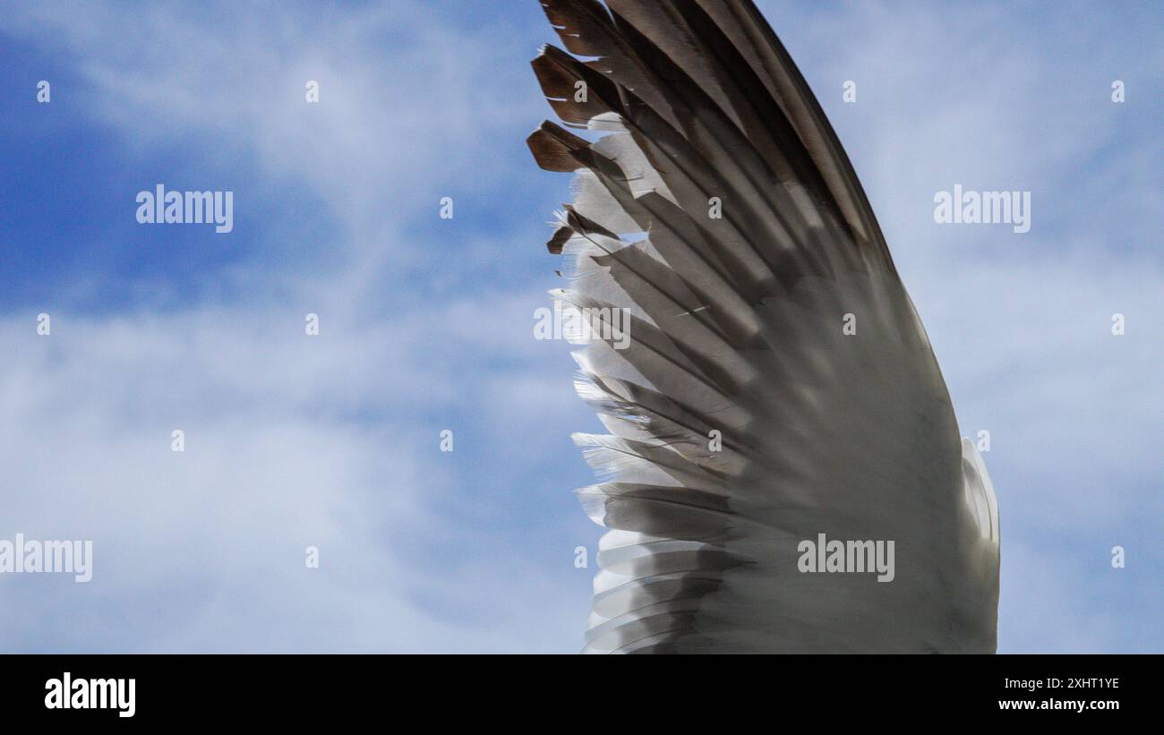 Seagull flying overhead with its full wingspan visible as it glides ...