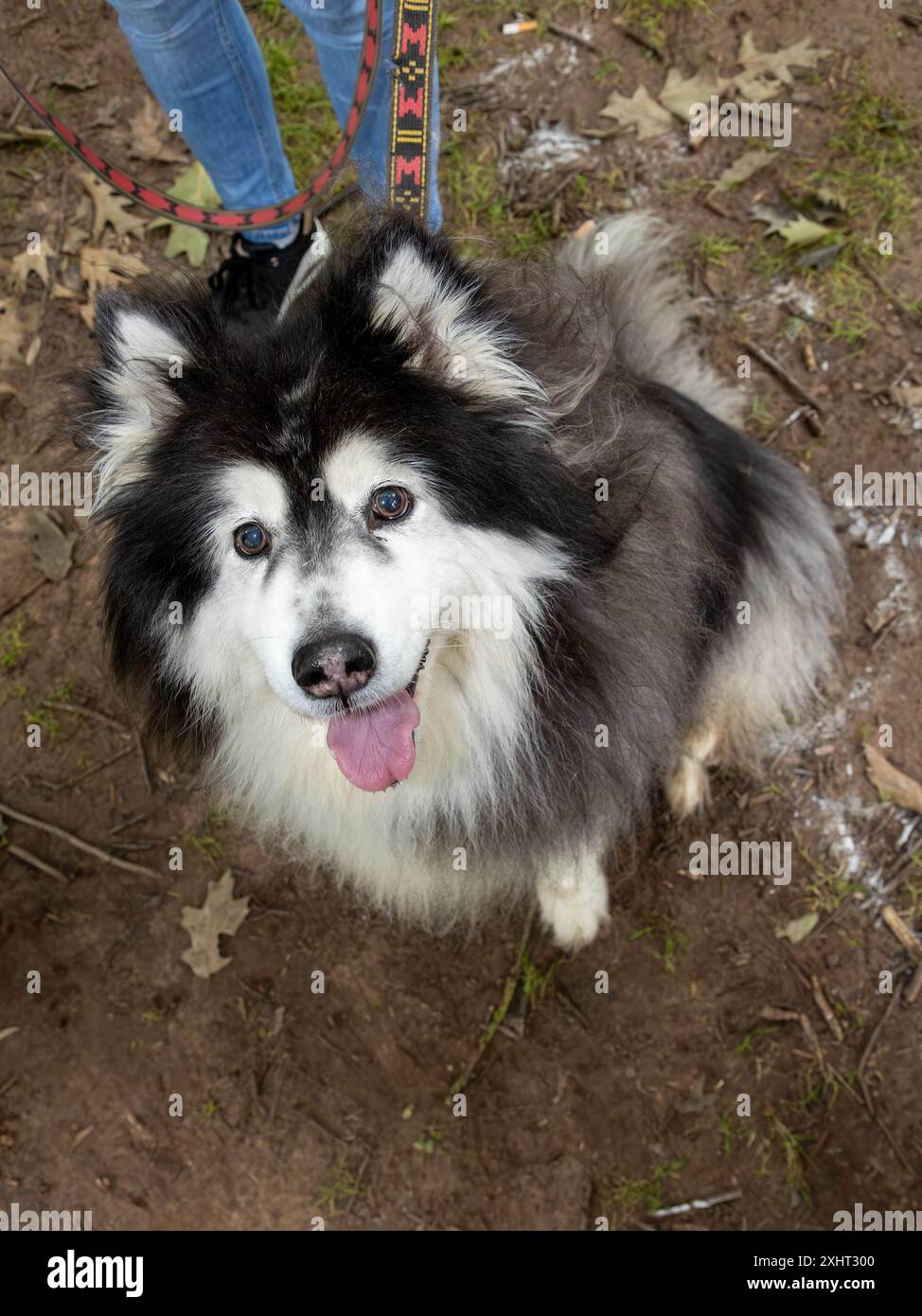Disability Awareness Day 2024. Bella is a 3-legged Woolly Husky and ...