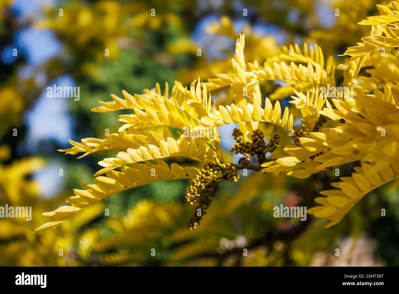 Branch of the Honey locust Sunburst tree in the family Fabaceae. Bright ...