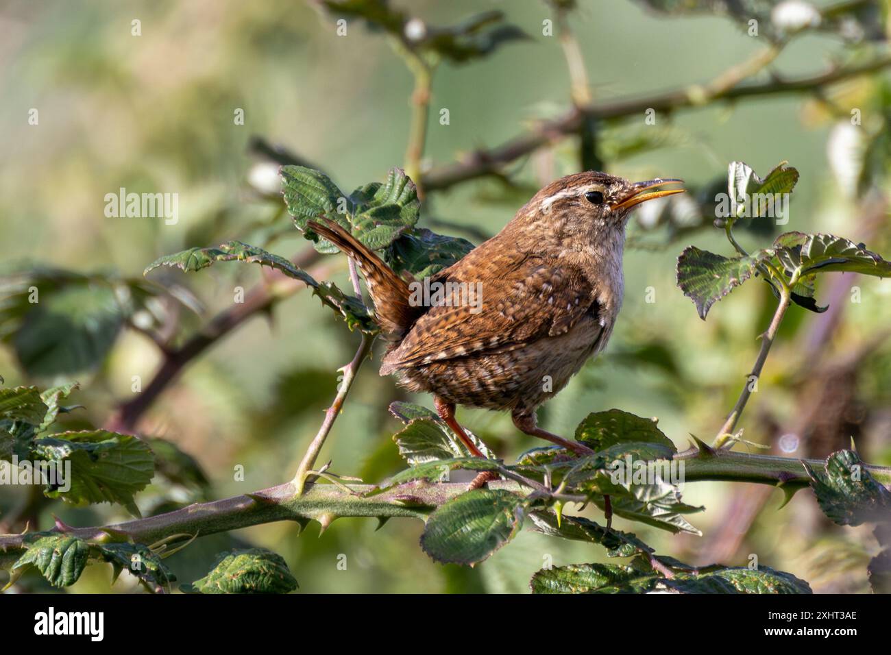 The Wren, with its small size and distinctively short tail, was spotted ...
