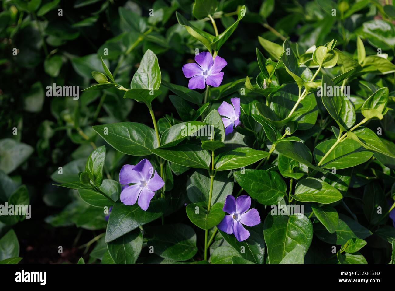 Blossom of bright bigleaf periwinkle in spring. Detail of the blue ...