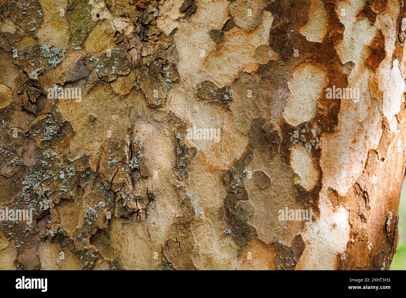 Different shades of yellow and orange spotted bark of sycamore. Texture ...
