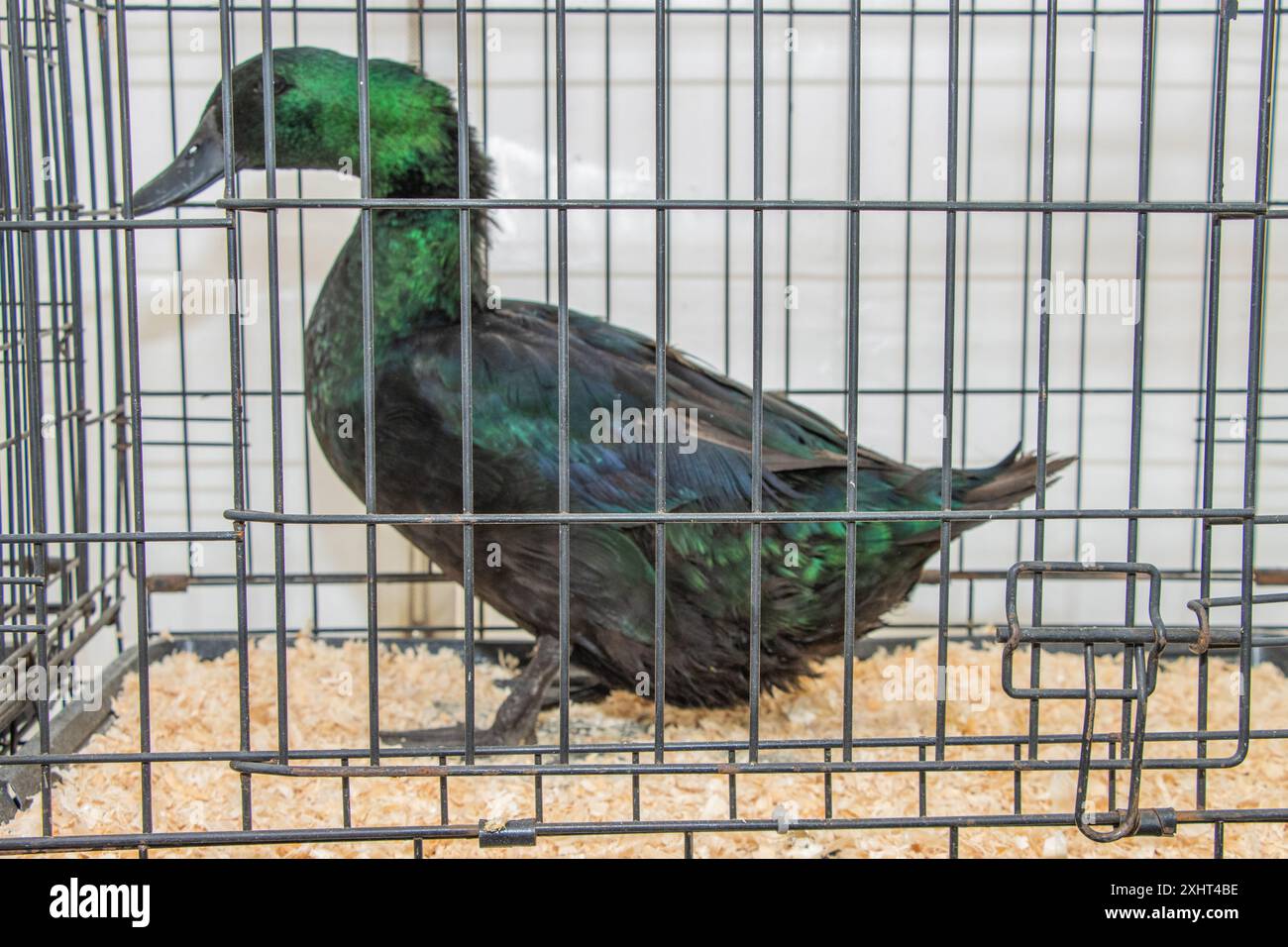 Barryroe Agricultural Show, West Cork, July 2024 Stock Photo - Alamy