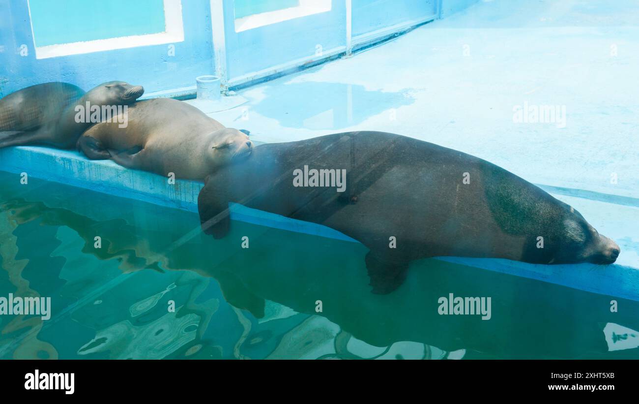 seal nature marine face animal sea mammal wildlife water wild cute ...