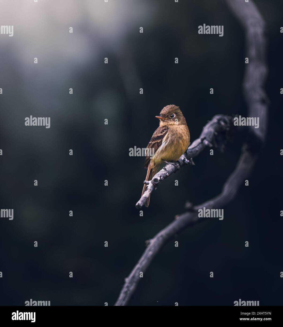Tyrant flycatcher family hi-res stock photography and images - Alamy