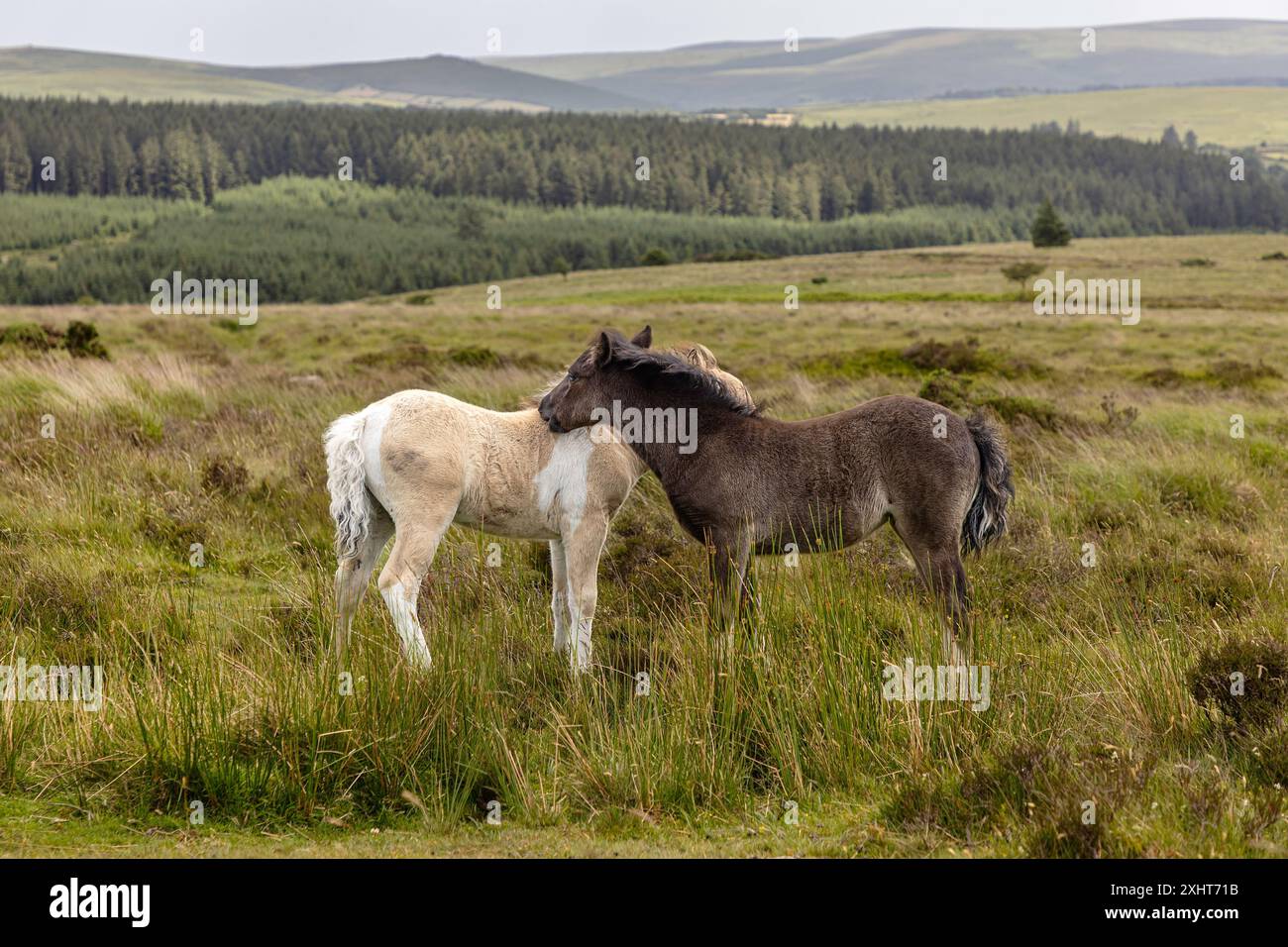 Traditional foals hi-res stock photography and images - Alamy