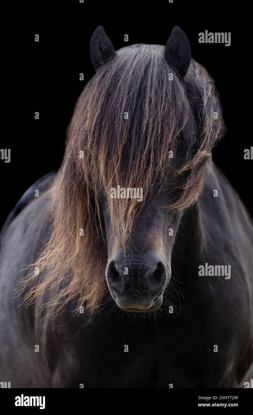 Dartmoor Pony Portrait Stock Photo - Alamy