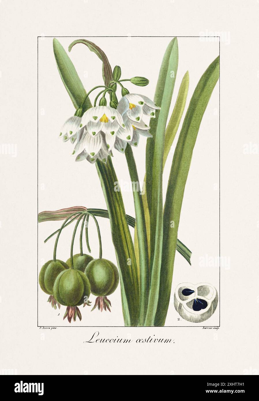 Vintage botanical Flower illustration from a 19th-century French book ...
