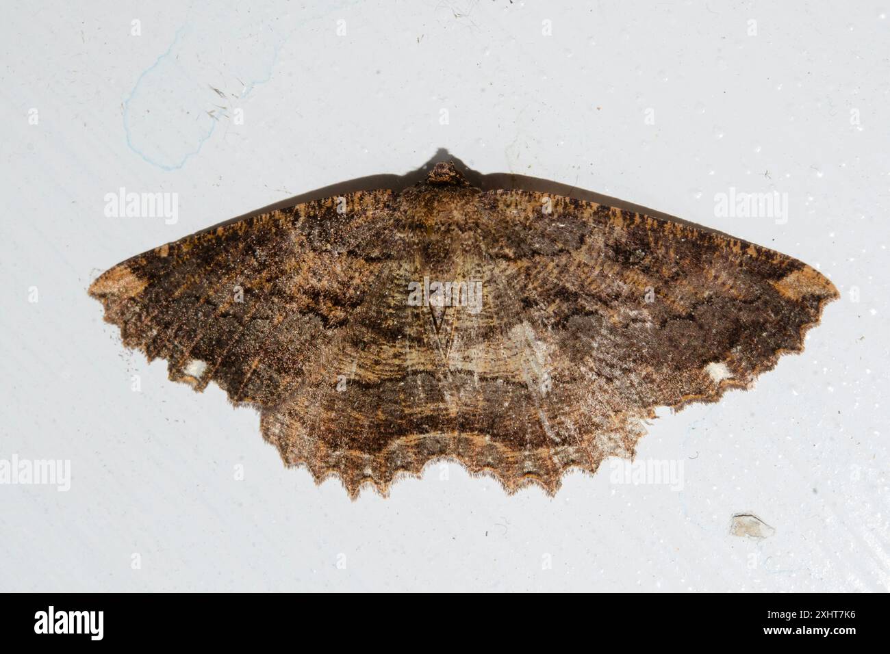 Geometer Moth, Geometridae Family, Nelson, South Island, New Zealand ...