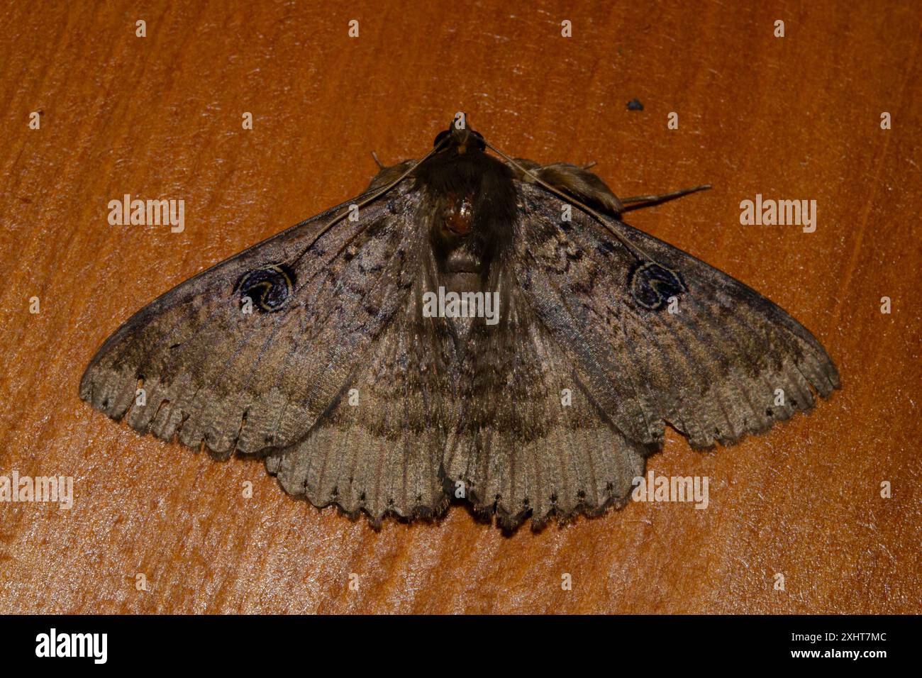 Northern Wattle, Dasypodia cymatodes, introduced from Australia, Nelson ...